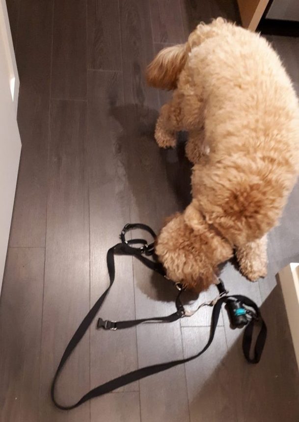 Loose Leash Dog Walking 101 - Good Heels Dog Walking