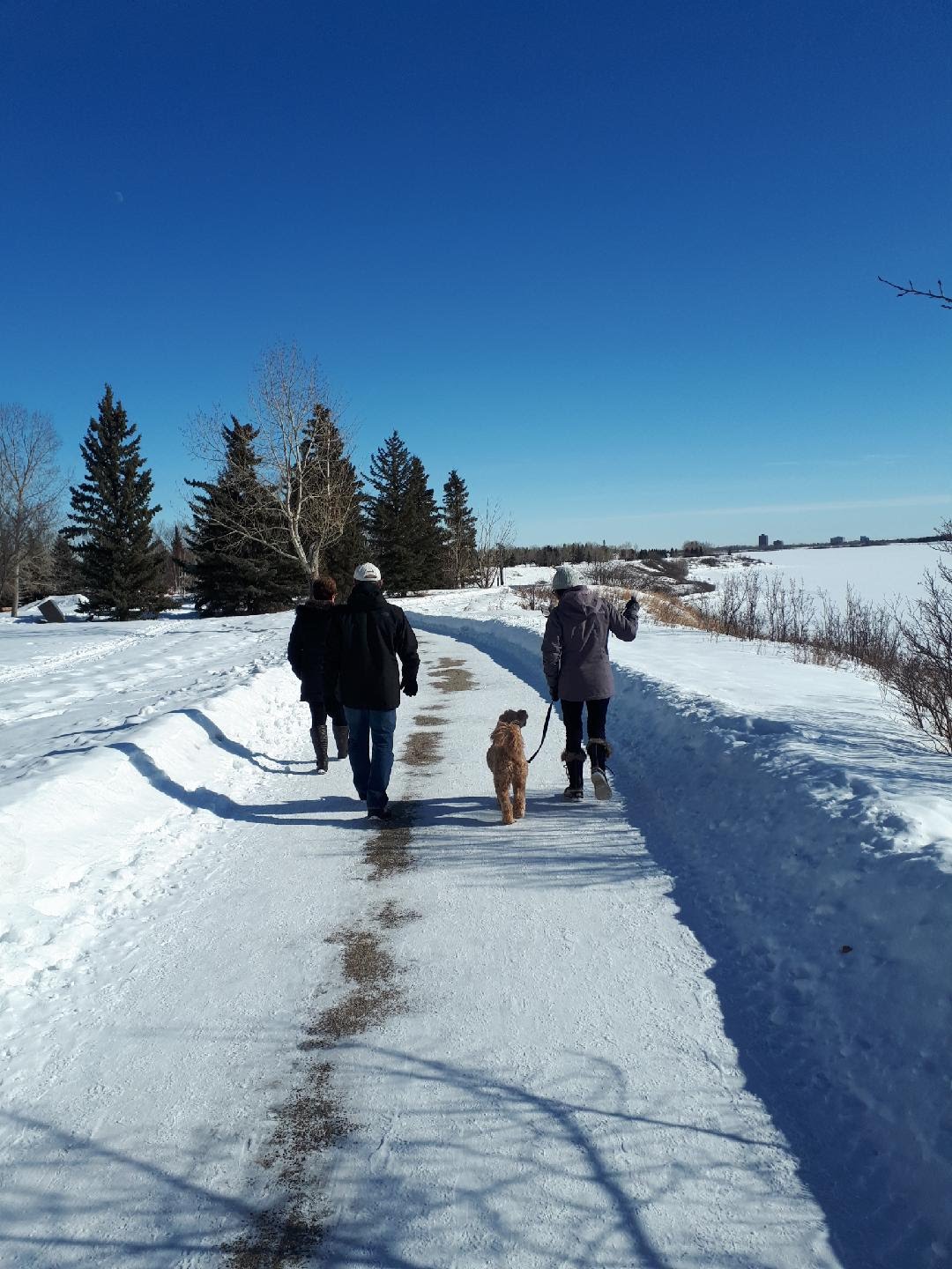 How to Teach Your Dog to Heel: Steps to Keeping Your Dog at Your Side