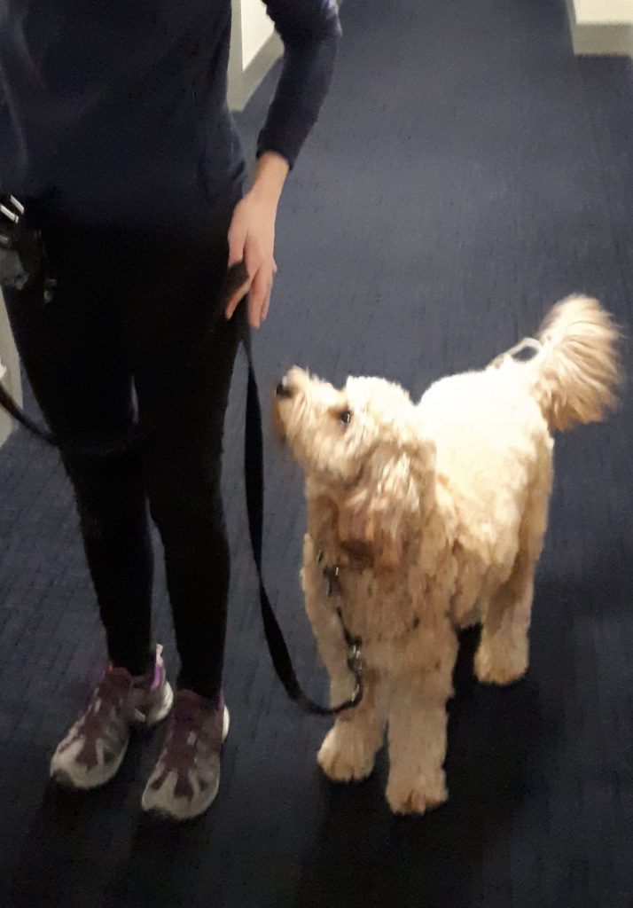 How to Teach Your Dog to Heel: Steps to Keeping Your Dog at Your Side